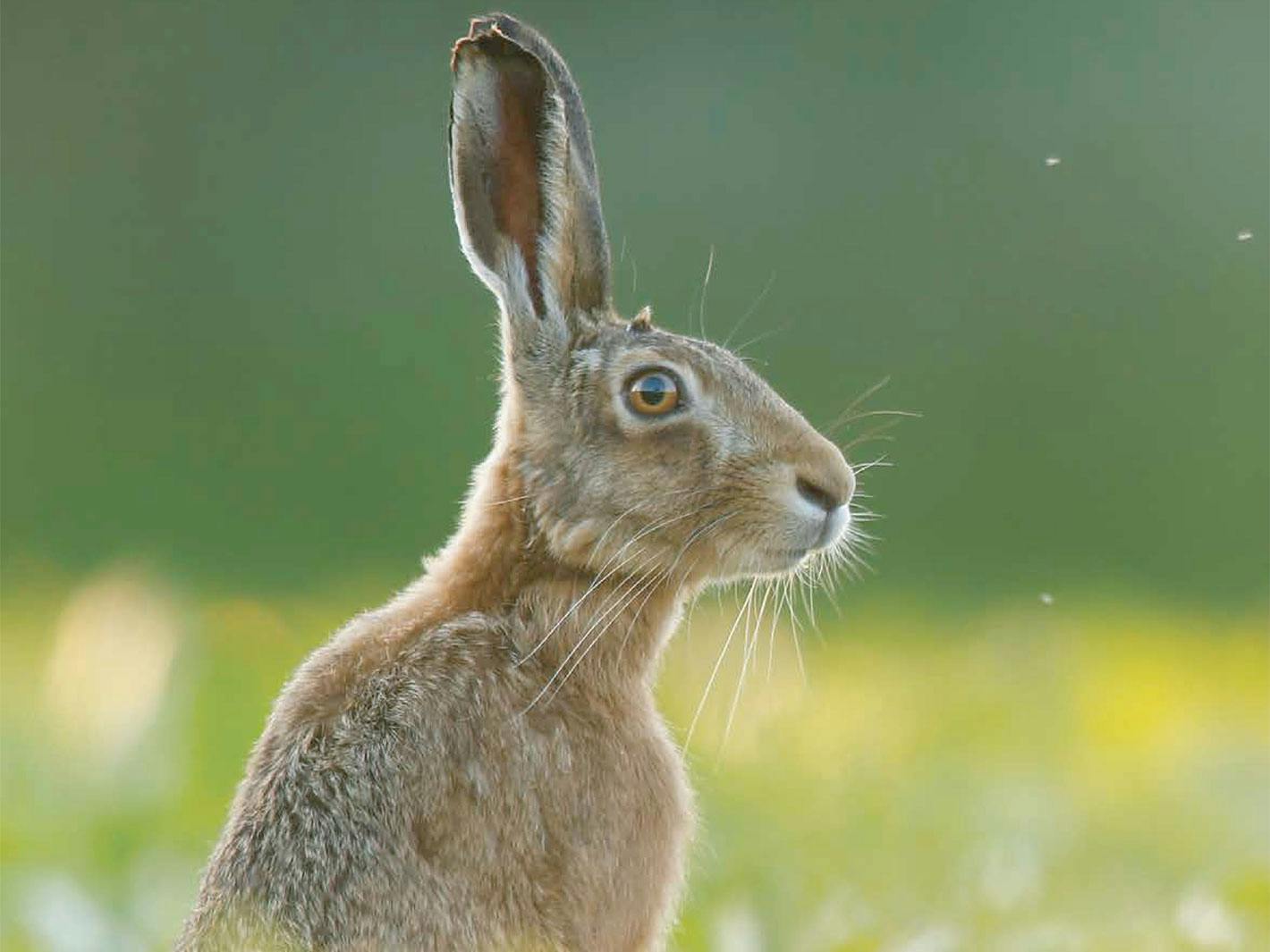 Bright Grahame Murray, Chartered Accountants, Kensington, London, SW7 (en)